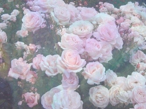 Текстура Roses - AVATAN PLUS