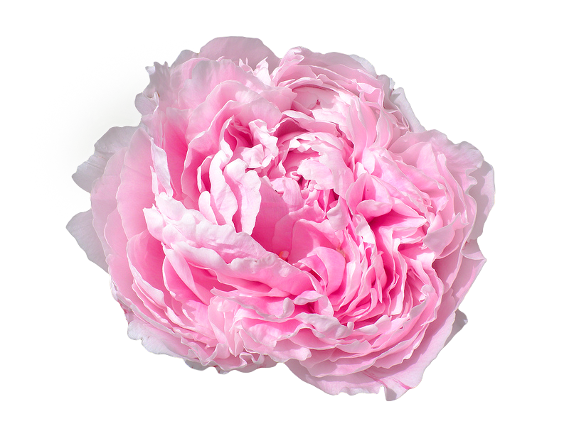 Наклейка цветок PNG - AVATAN PLUS